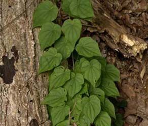 Wild Yam Extract 95% Diosgenin - Phytochem International Inc.